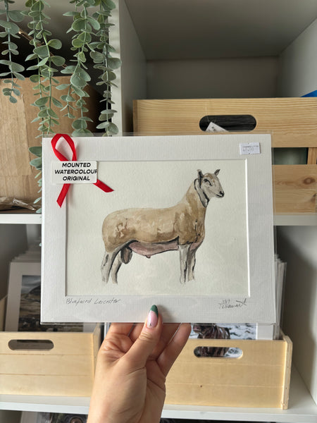 Blue faced Leicester Sheep Mounted Watercolour Original – AmyStewartArt
